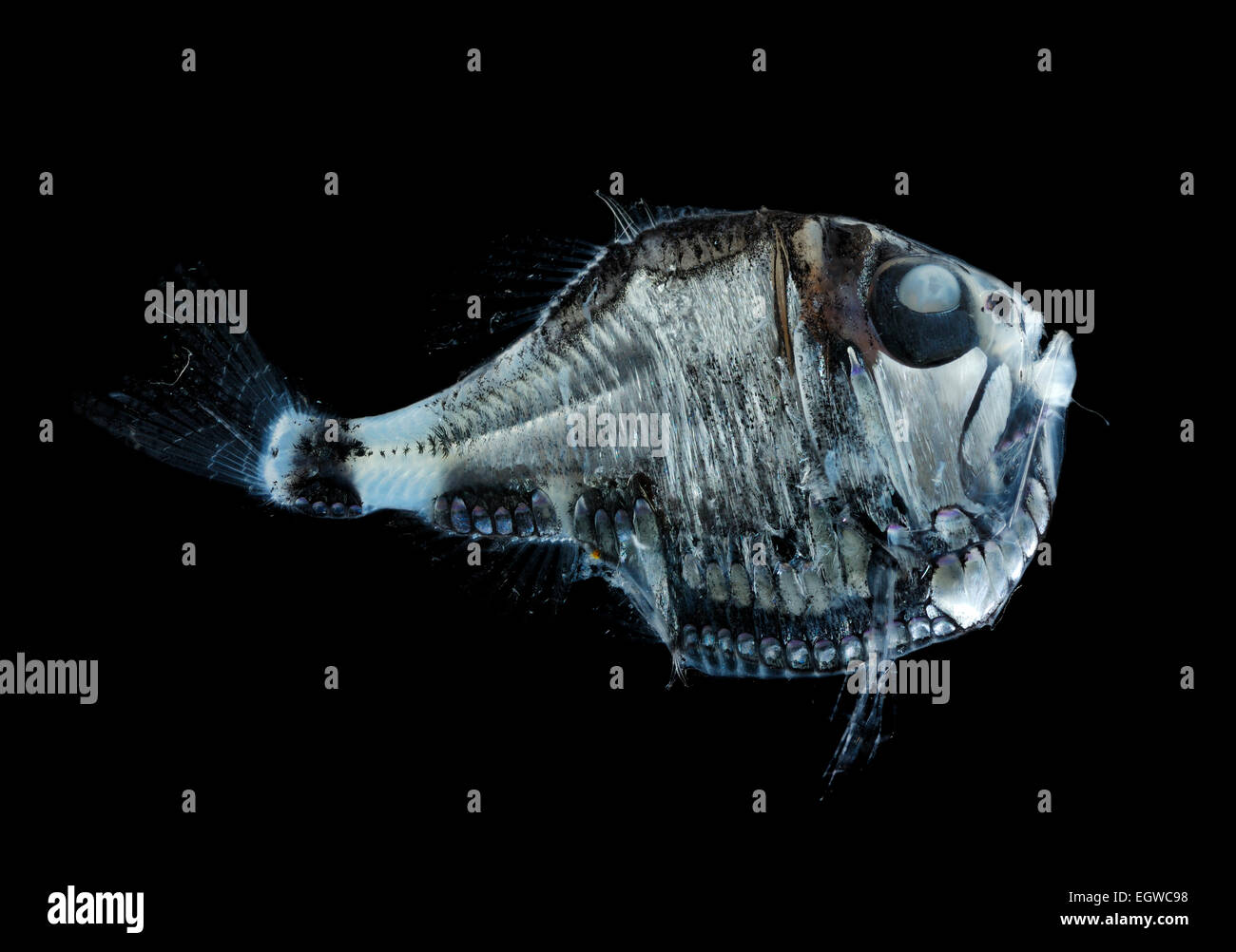 Tiefsee Fisch Stockfotos und -bilder Kaufen - Alamy