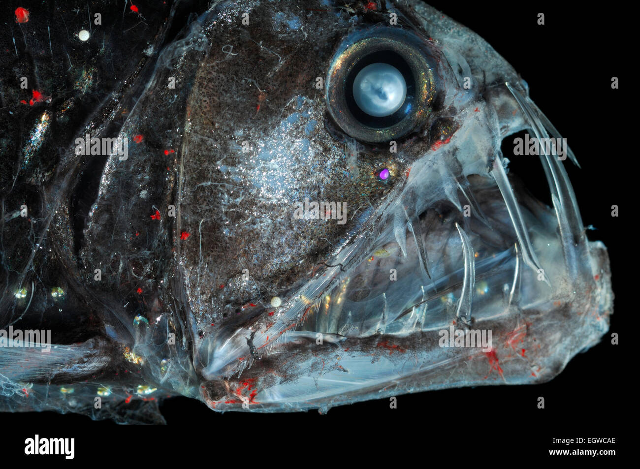 Deep Sea Fish Stockfotos und -bilder Kaufen - Alamy