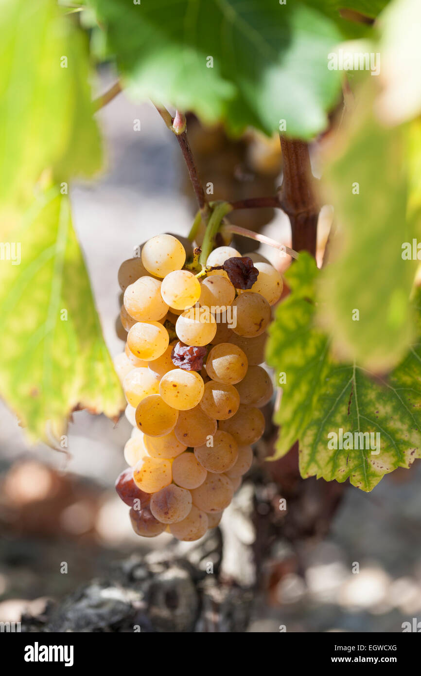 Seyval trauben -Fotos und -Bildmaterial in hoher Auflösung – Alamy