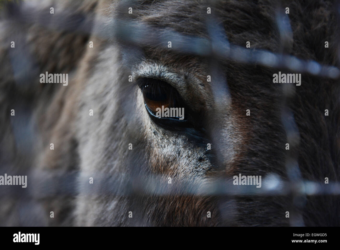 Das auge des esels -Fotos und -Bildmaterial in hoher Auflösung – Alamy