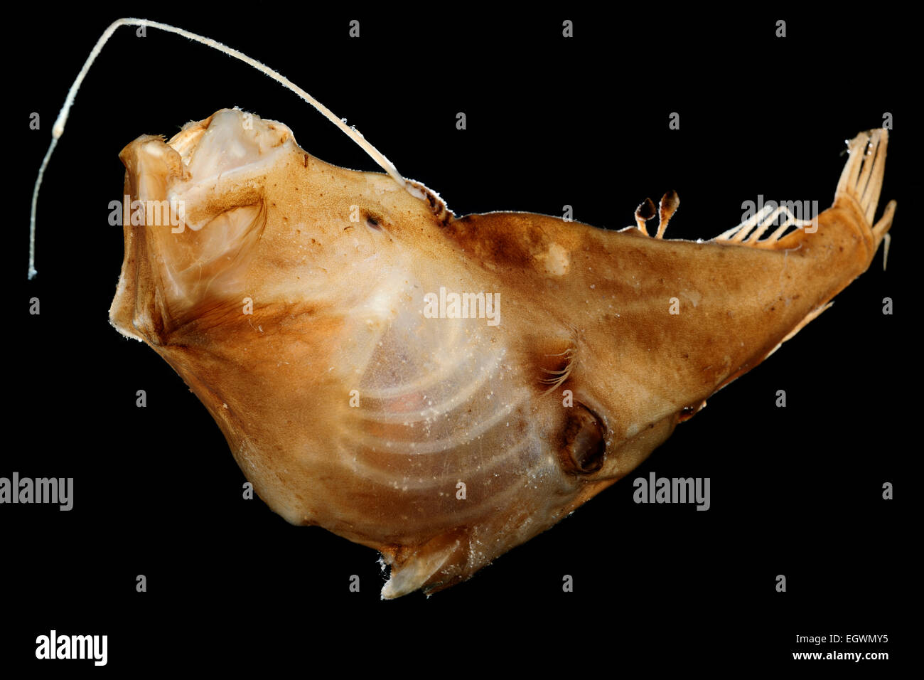 Deep Sea Anglerfish Stockfotos & Deep Sea Anglerfish Bilder - Alamy