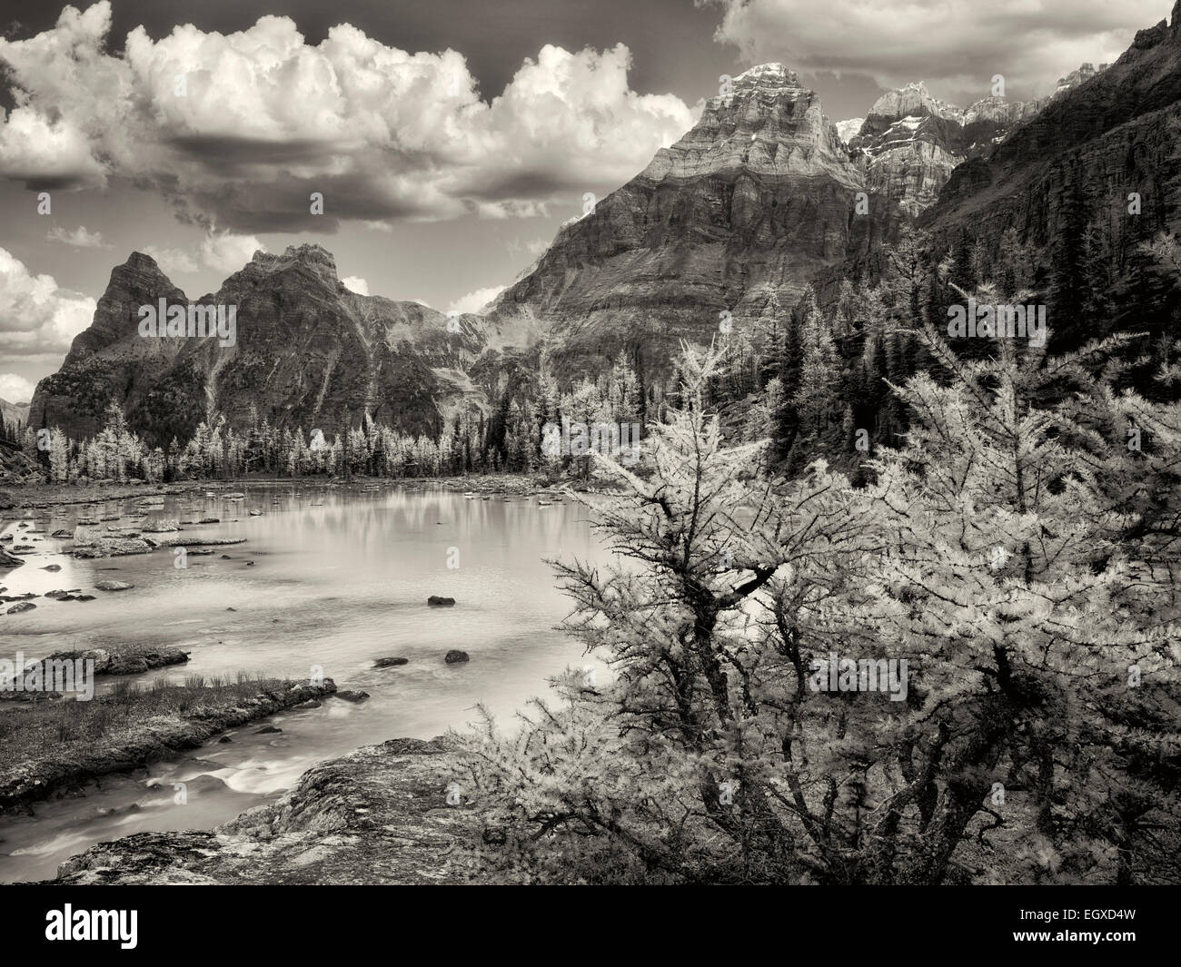 Mt-Huber und Herbst farbige Lärche. Opabin Plateau von British Columbia ...