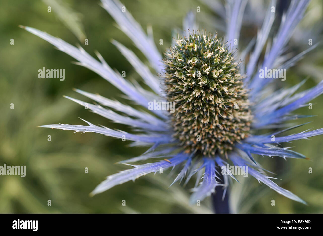 Blaue distel eryngium -Fotos und -Bildmaterial in hoher Auflösung – Alamy