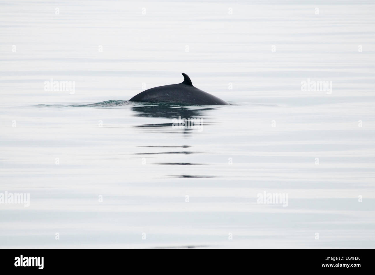 Zwergwale sind kleinere Bartenwale rund sieben Meter lang und Schwimmen ...