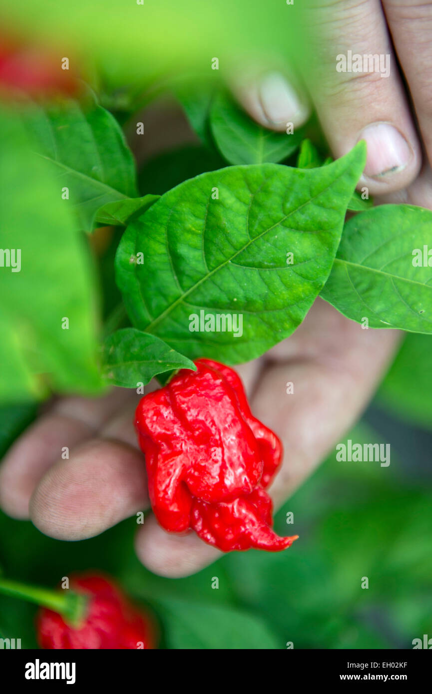 Trinidad moruga scorpion -Fotos und -Bildmaterial in hoher Auflösung ...