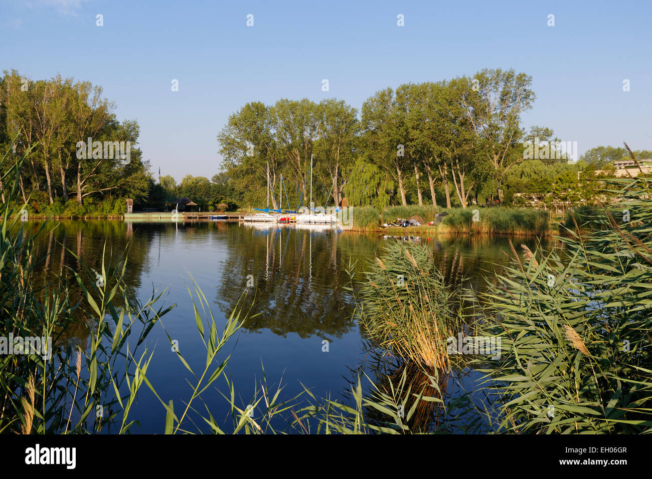 Österreich, Burgenland, Neusiedler See bei Purbach am Neusiedler See ...