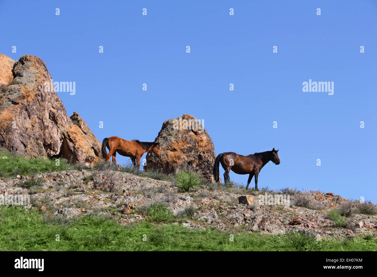 Wilde tiere in der steppe -Fotos und -Bildmaterial in hoher Auflösung ...