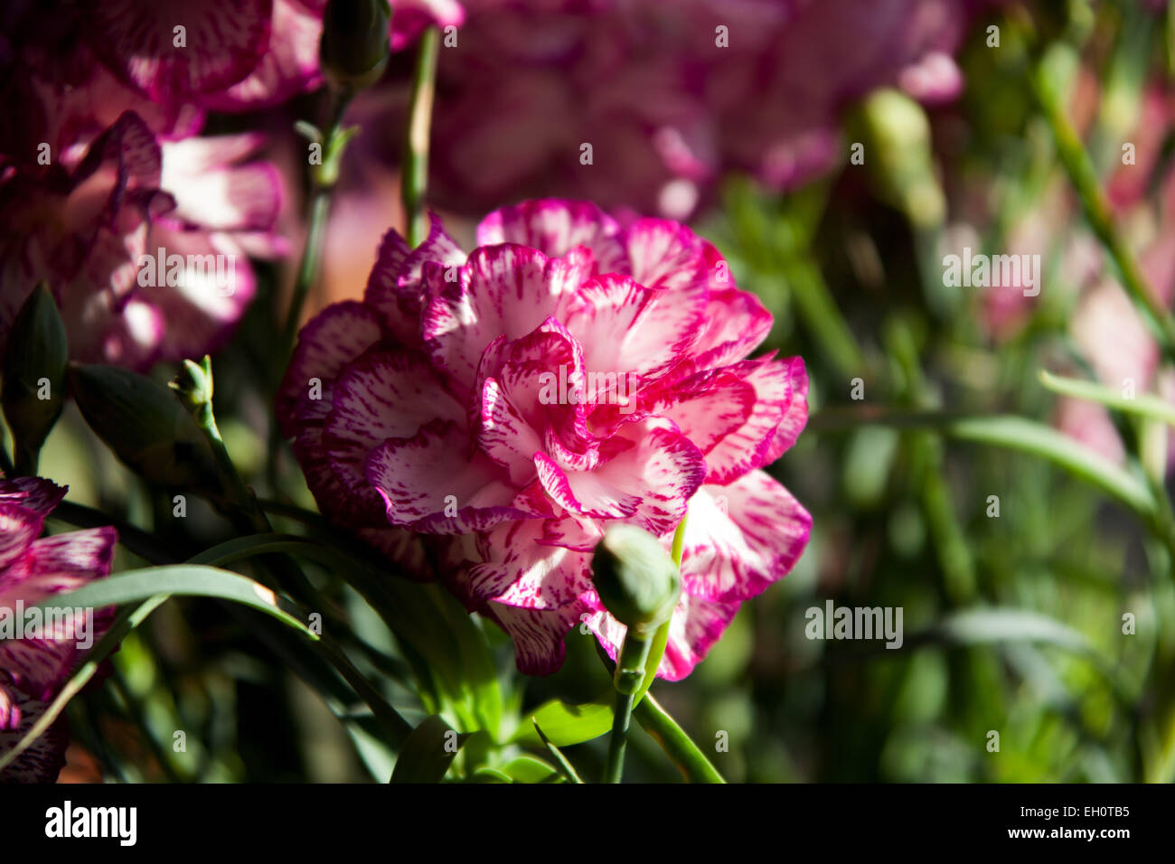 Lila Nelke Stockfotos & Lila Nelke Bilder - Alamy