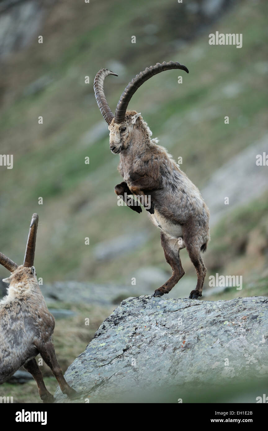 Alpensteinbock (Capra Ibex) | Alpen-Steinbock (Capra Ibex) Nationalpark ...