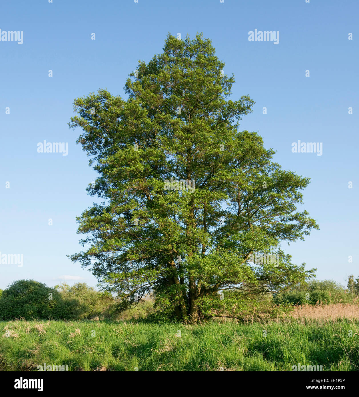 Schwarz-Erle oder Schwarzerle (Alnus Glutinosa), Naturschutzgebiet ...