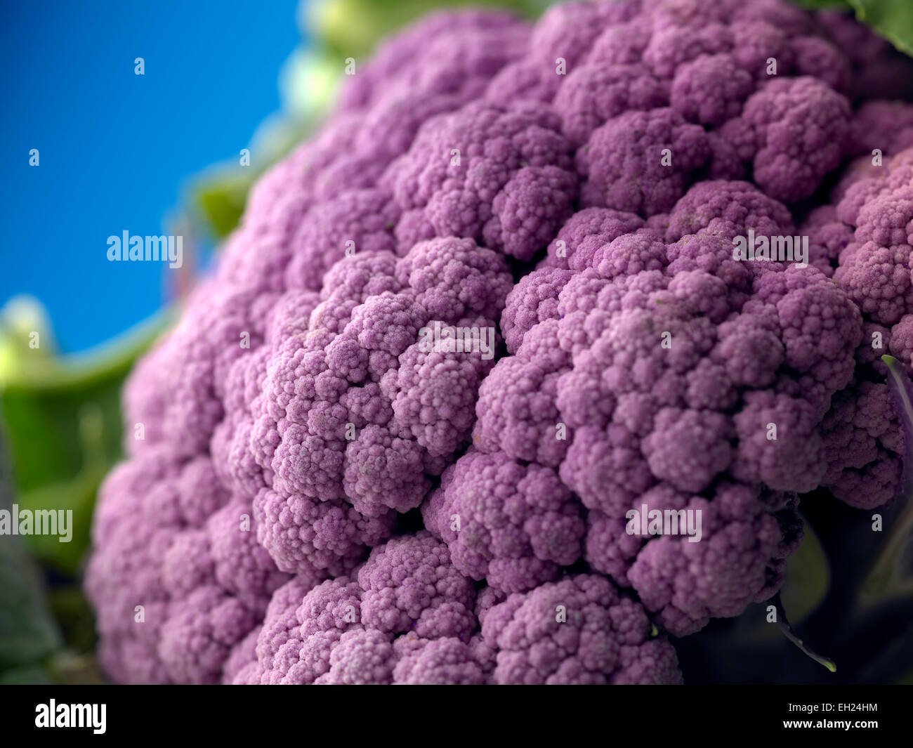 Lila blumenkohl -Fotos und -Bildmaterial in hoher Auflösung – Alamy