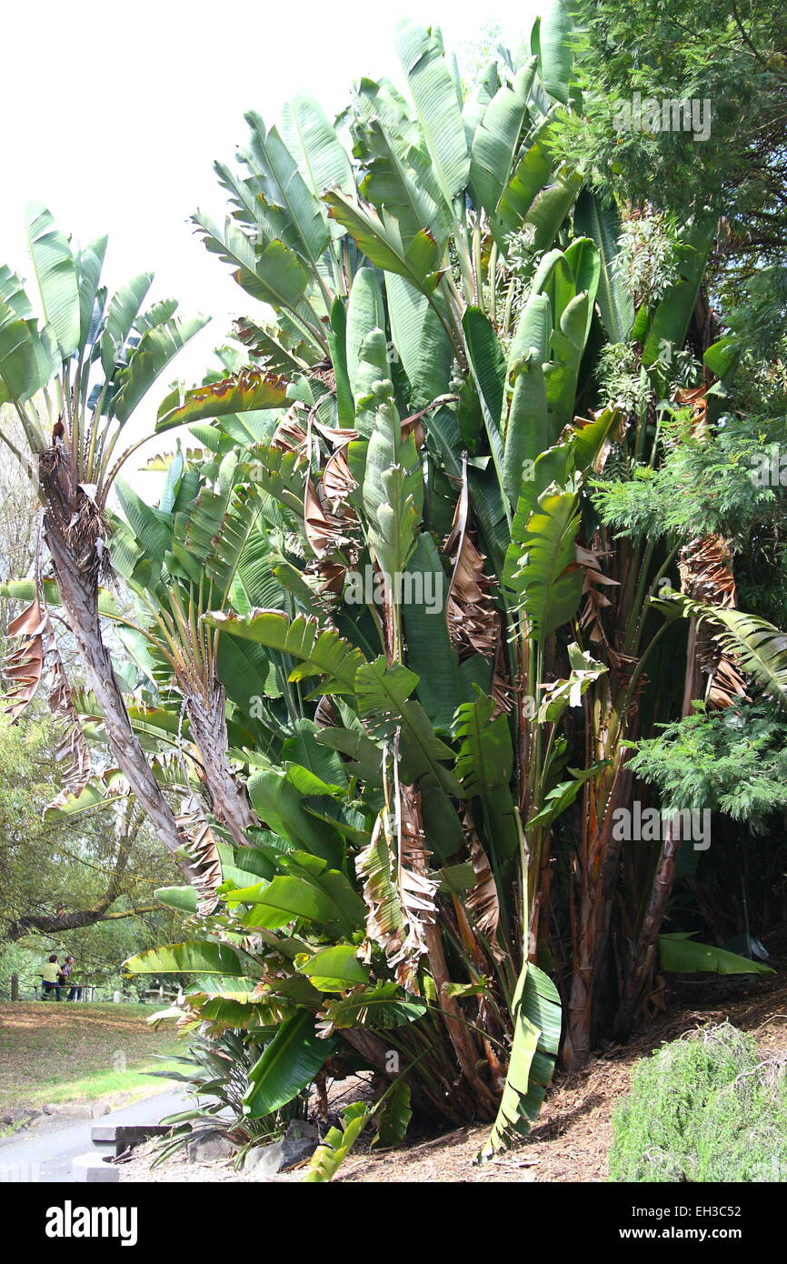 Ravenala Madagascariensis Bananenstauden Stockfotografie - Alamy