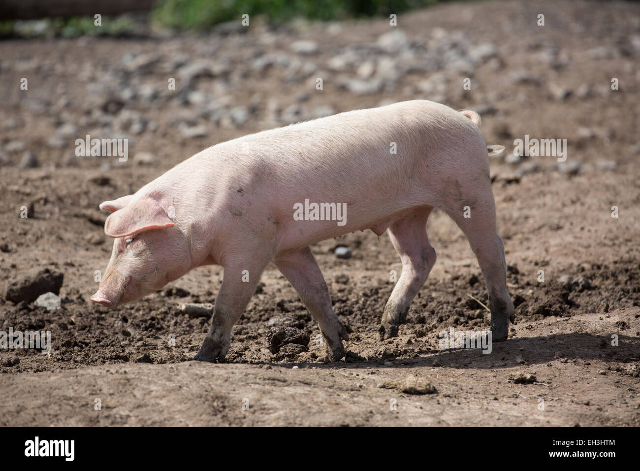 Piglet running -Fotos und -Bildmaterial in hoher Auflösung – Alamy