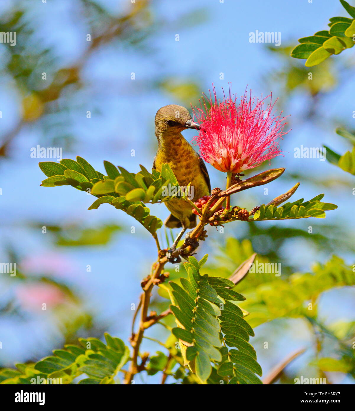 Sharp beak -Fotos und -Bildmaterial in hoher Auflösung – Alamy