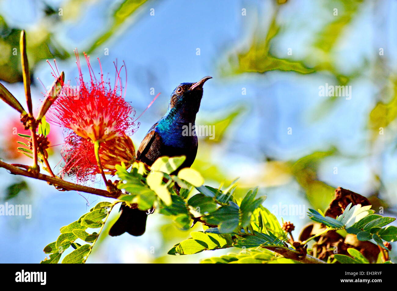 Sharp beak -Fotos und -Bildmaterial in hoher Auflösung – Alamy