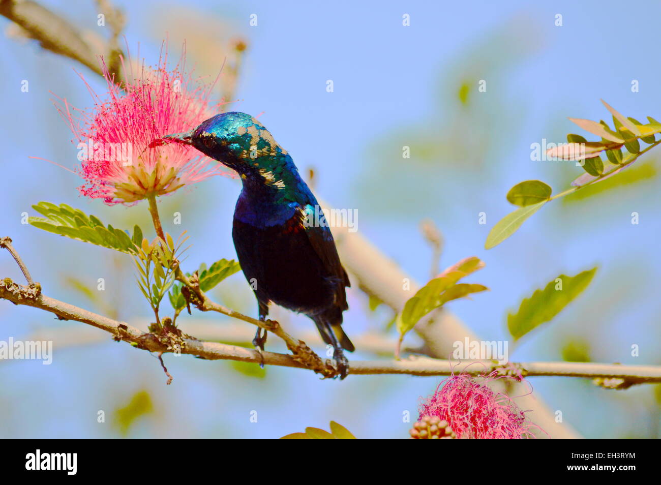 Sharp Beak Stockfotos und -bilder Kaufen - Alamy