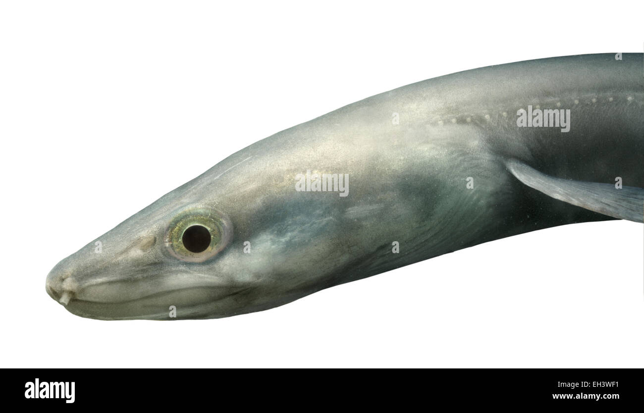 Conger eel -Fotos und -Bildmaterial in hoher Auflösung – Alamy
