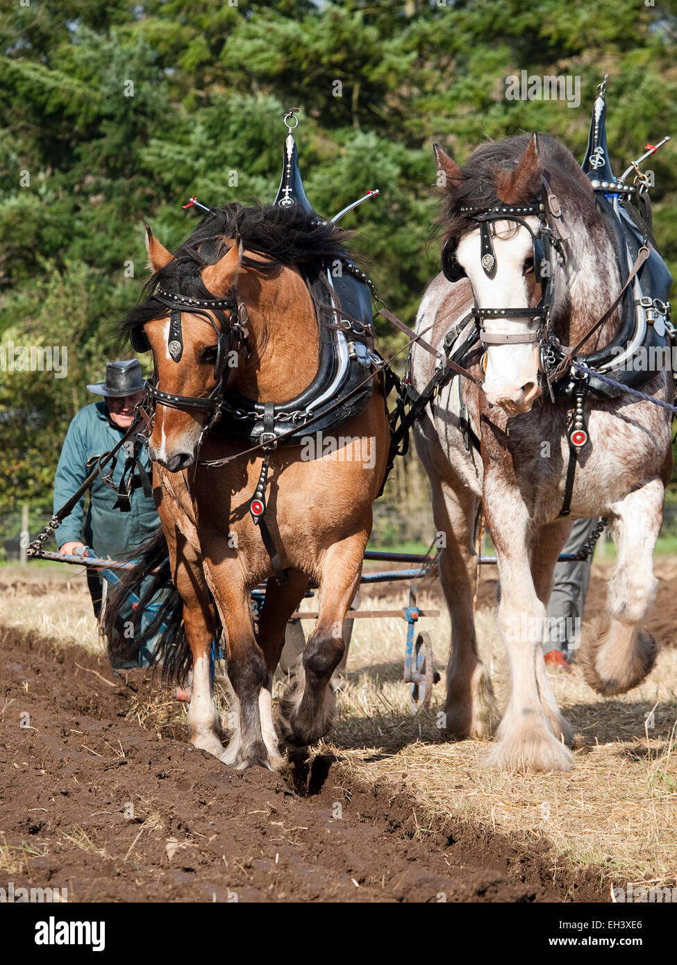 Pferd ziehender pflug -Fotos und -Bildmaterial in hoher Auflösung – Alamy