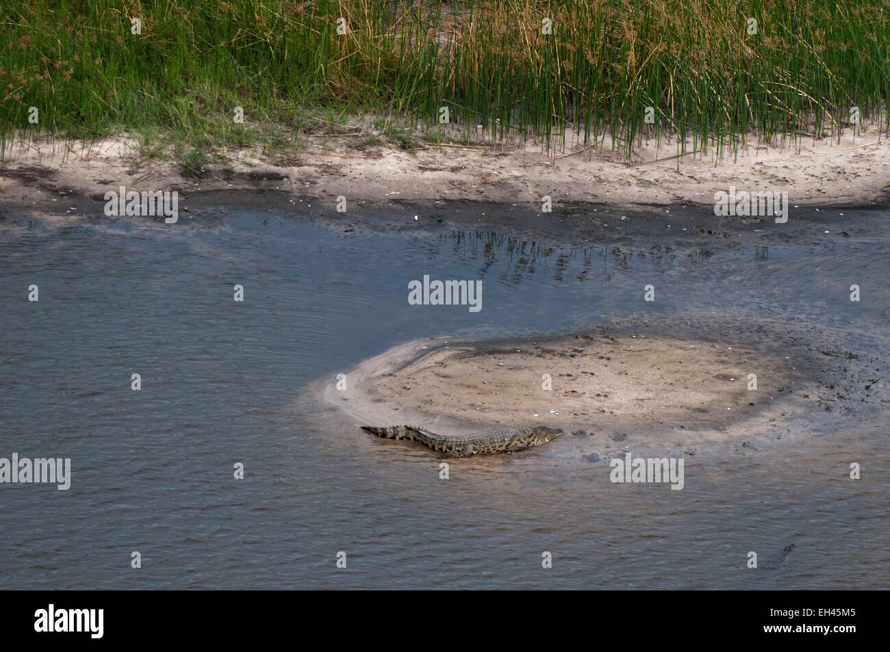 Botswana Okavango-Delta, als Weltkulturerbe der UNESCO, Nil-Krokodil ...