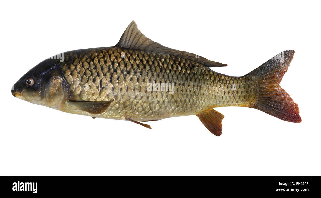 Gemeiner karpfen carpio cyprinus -Fotos und -Bildmaterial in hoher ...