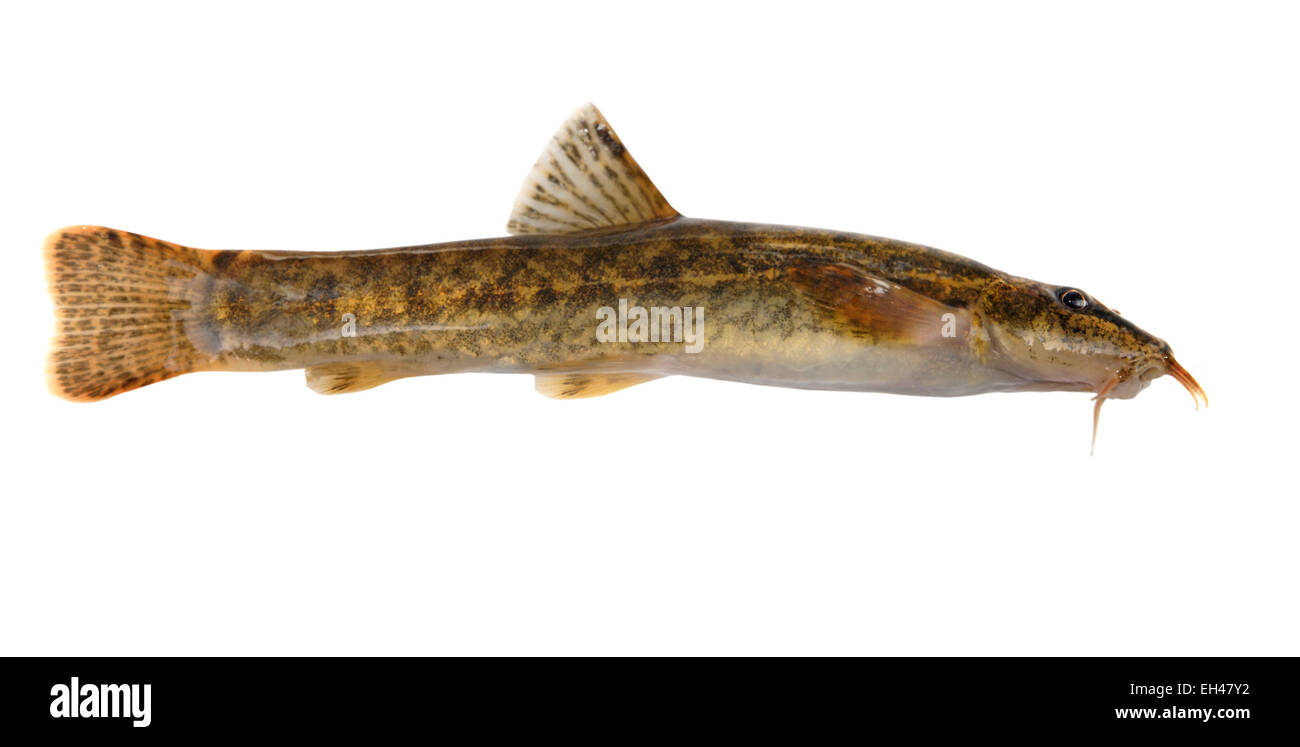 Stone Loach - Barbatula barbatula Stockfotografie - Alamy