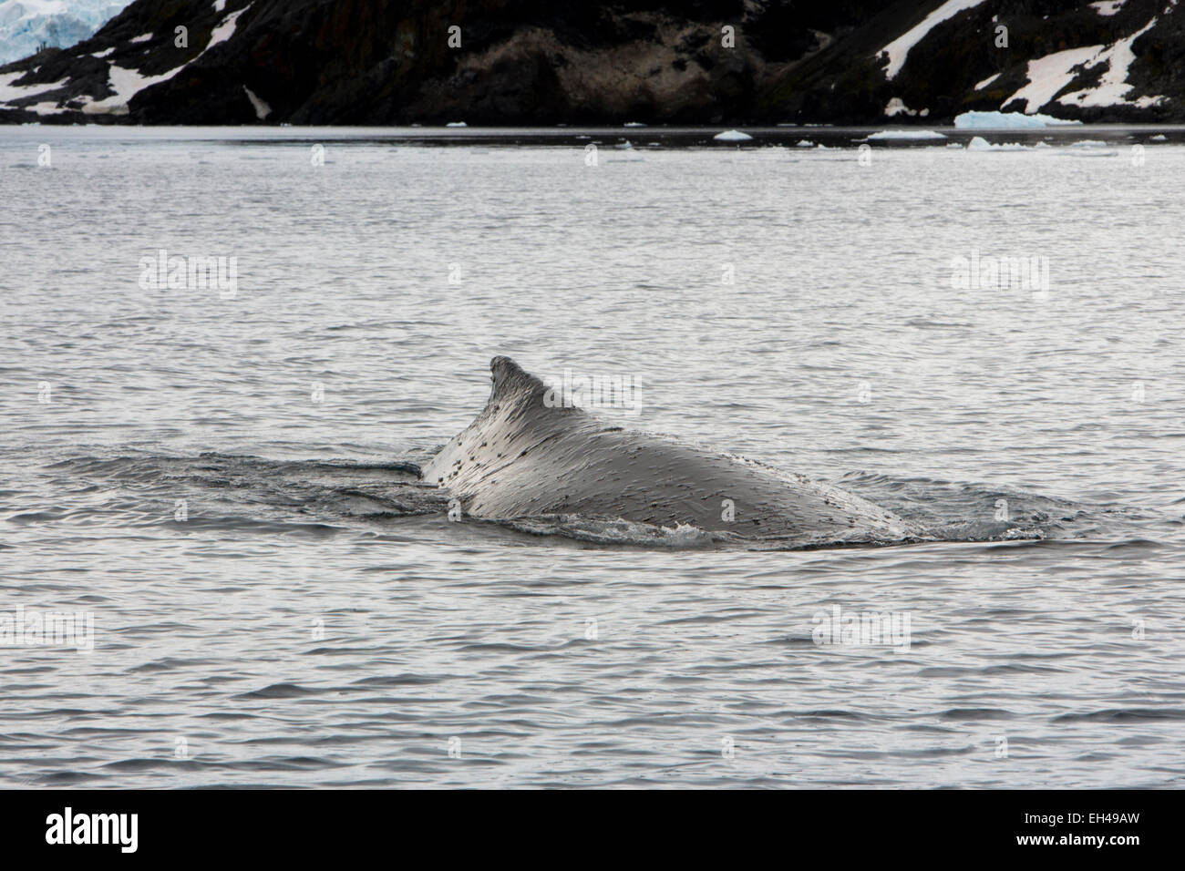 Seepocken auf wal -Fotos und -Bildmaterial in hoher Auflösung – Alamy
