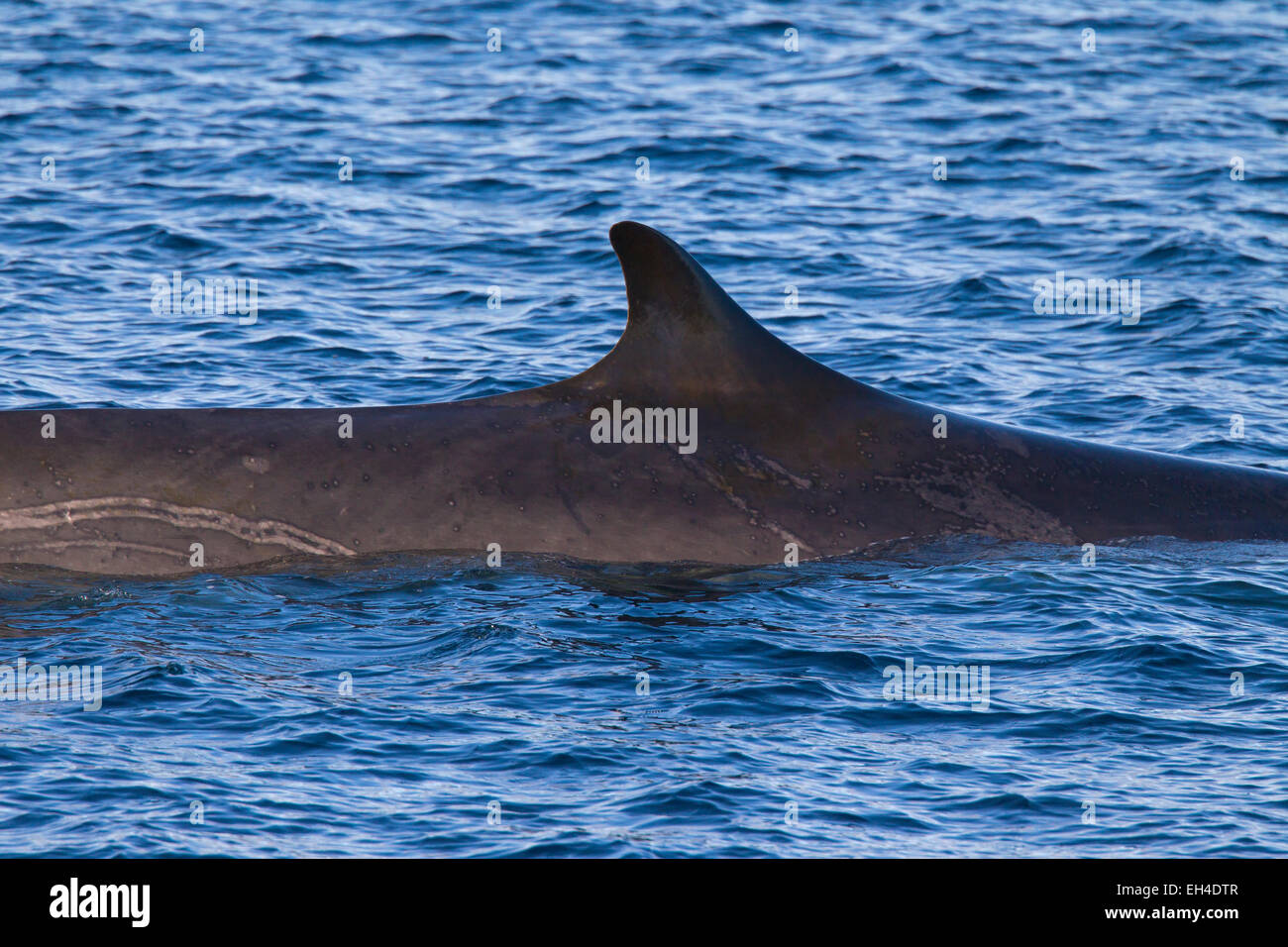 Finnwal / Finnwale whale / Razorback / gemeinsame Rorqual (Balaenoptera ...