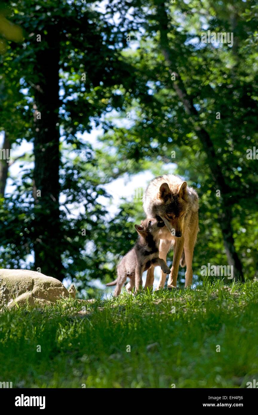 Wolf mit jungen tieren -Fotos und -Bildmaterial in hoher Auflösung – Alamy