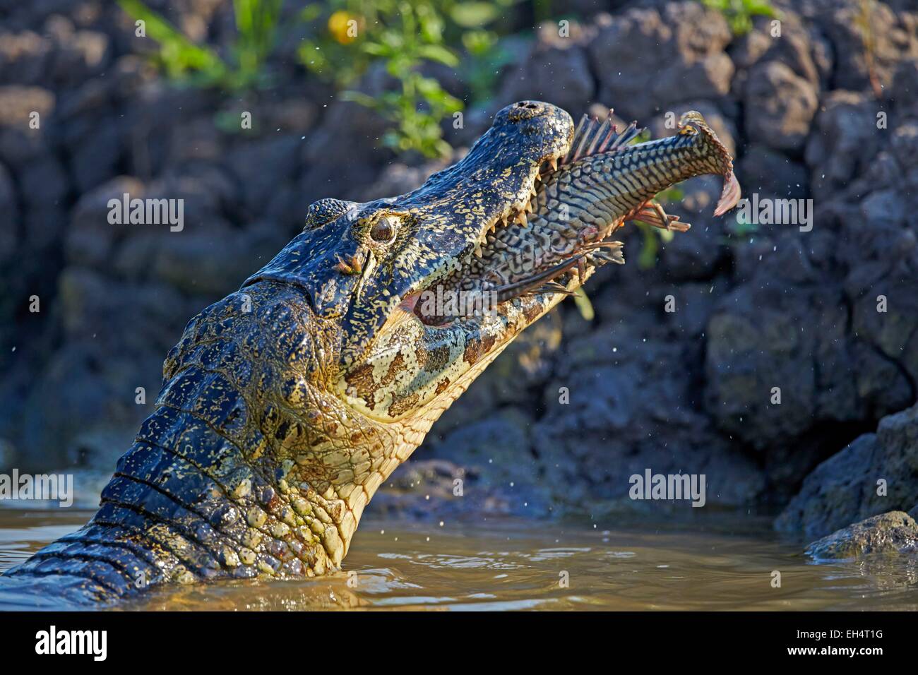 Caiman yacare eating -Fotos und -Bildmaterial in hoher Auflösung – Alamy