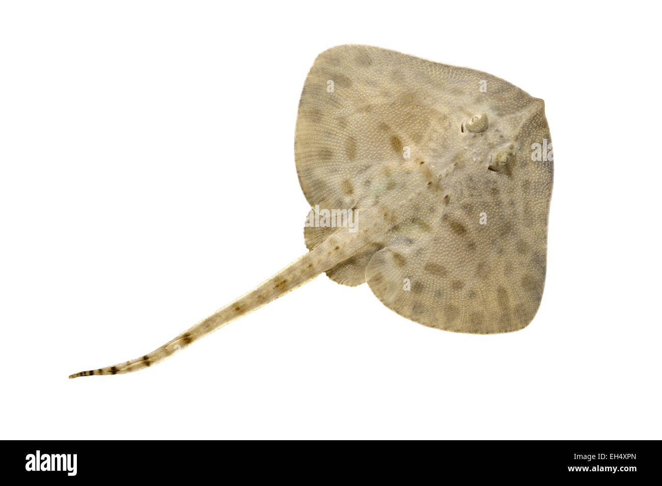 Thornback ray -Fotos und -Bildmaterial in hoher Auflösung – Alamy