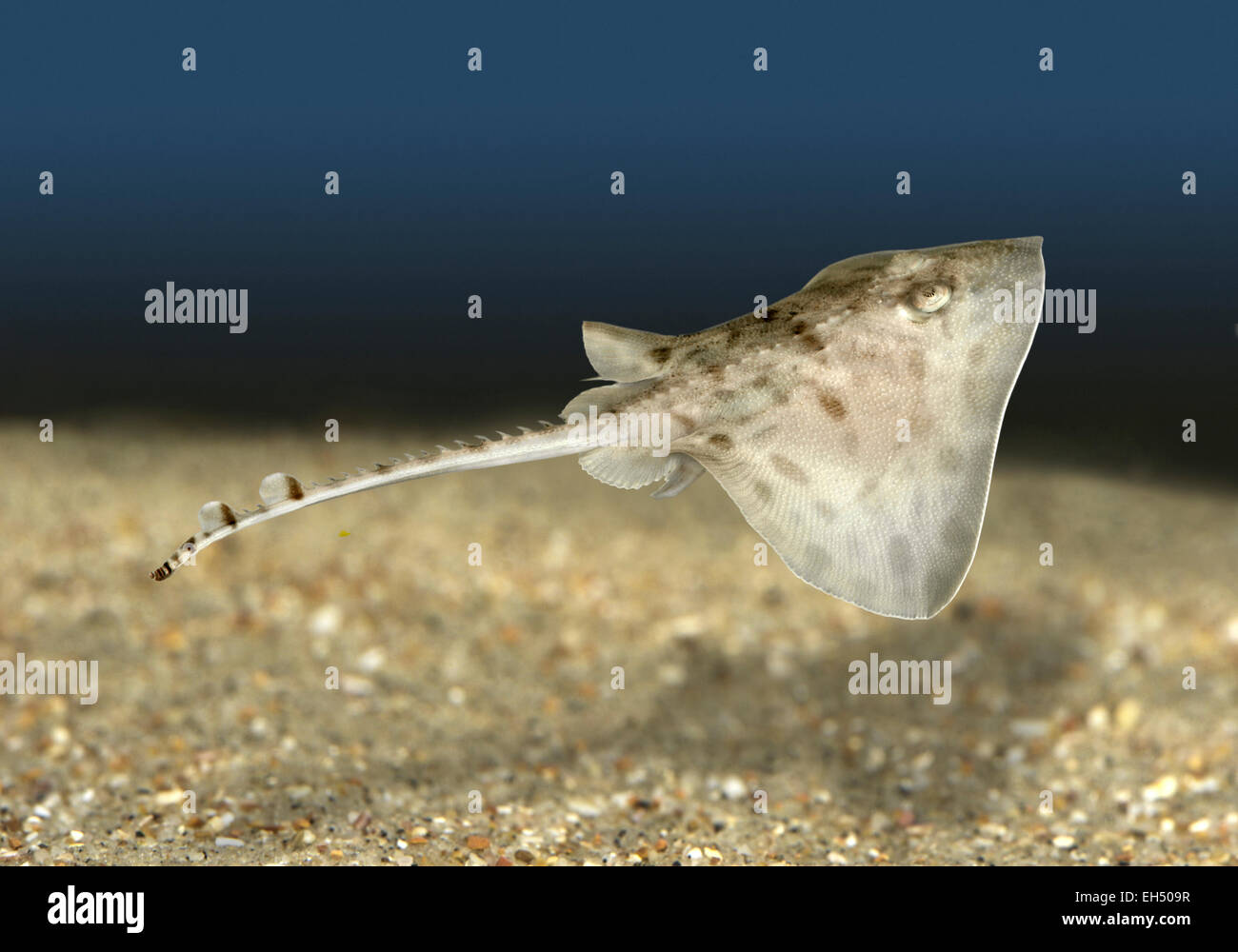 Rochen rochen fisch fische -Fotos und -Bildmaterial in hoher Auflösung ...