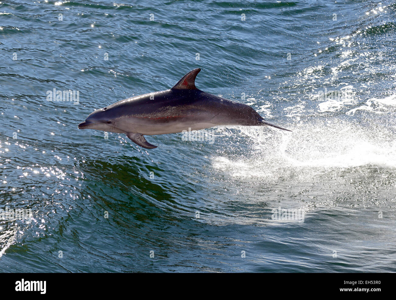 Delfin springt aus dem Wasser in Milford Sound, Fiordland, Südinsel ...