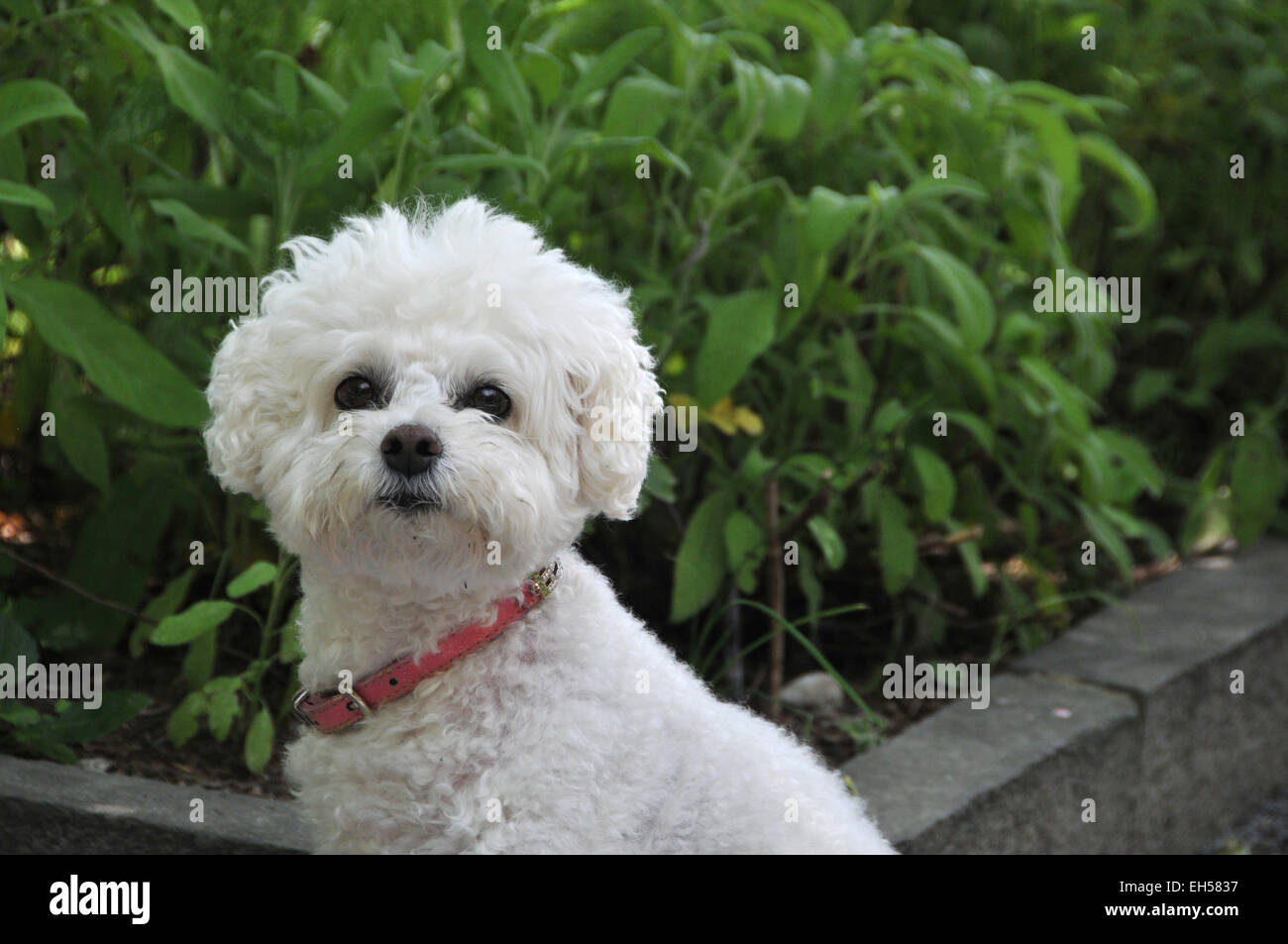 Feuerwehr oder feuerwehr malteserkreuz -Fotos und -Bildmaterial in ...