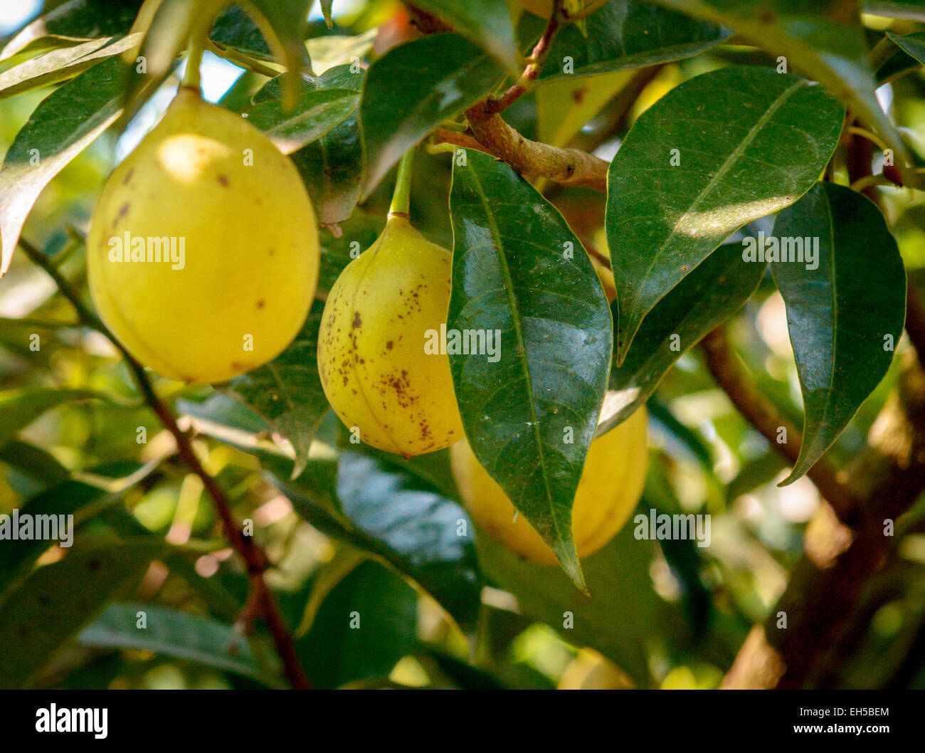 Nutmeg tree fruit -Fotos und -Bildmaterial in hoher Auflösung – Alamy