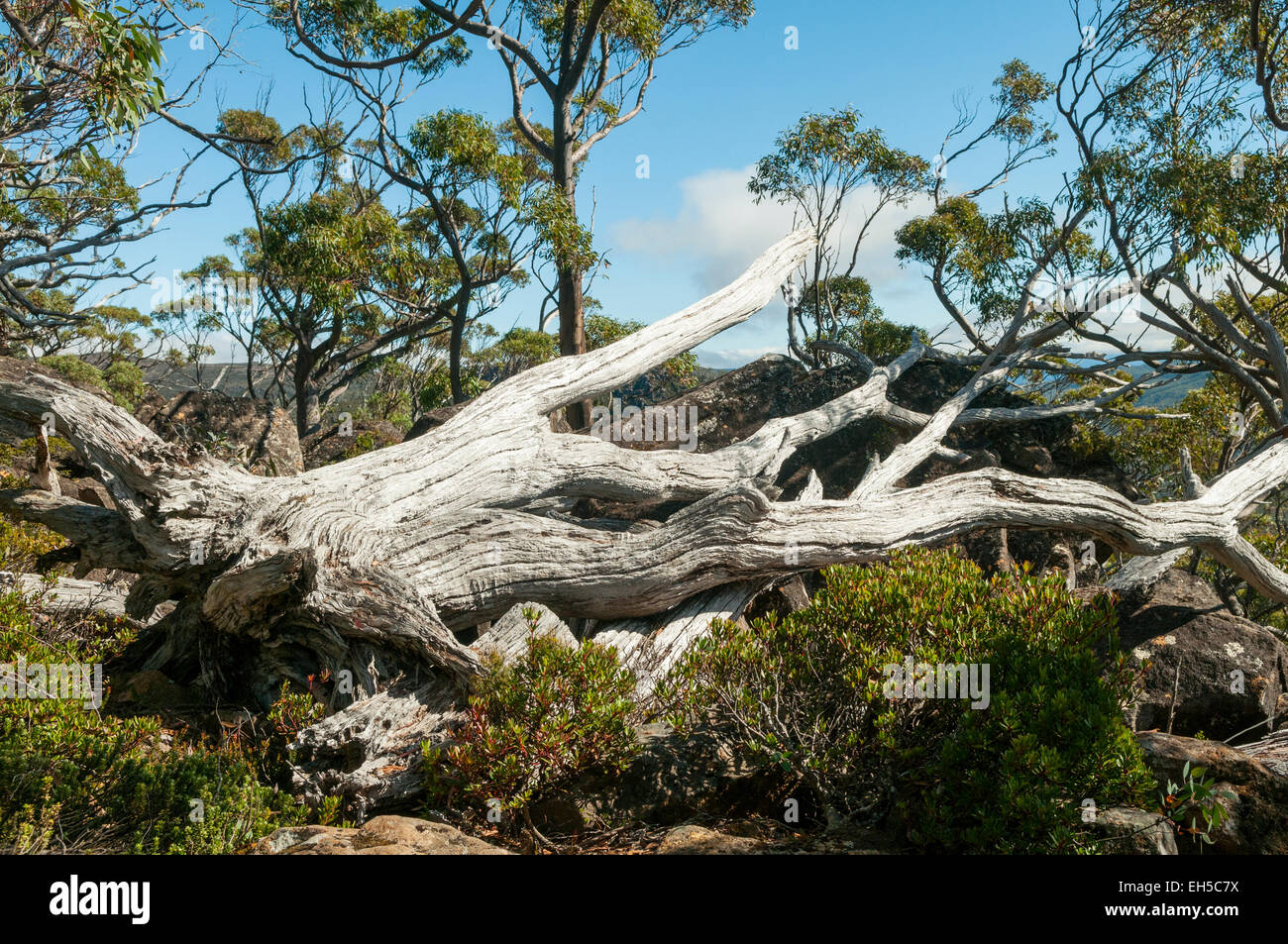 Swamp gum tree -Fotos und -Bildmaterial in hoher Auflösung – Alamy