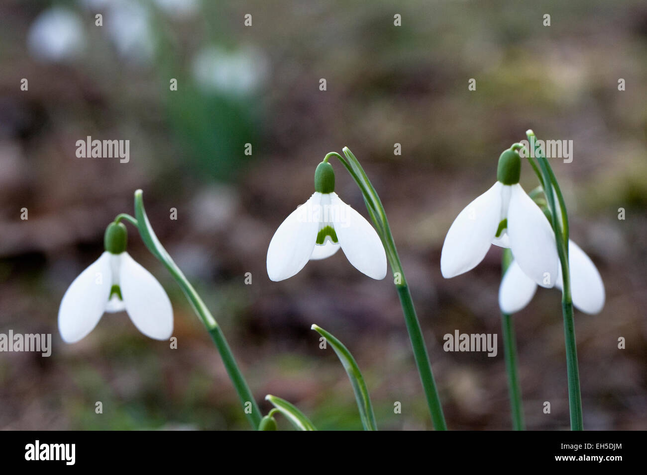 Galanthus brenda troyle -Fotos und -Bildmaterial in hoher Auflösung – Alamy