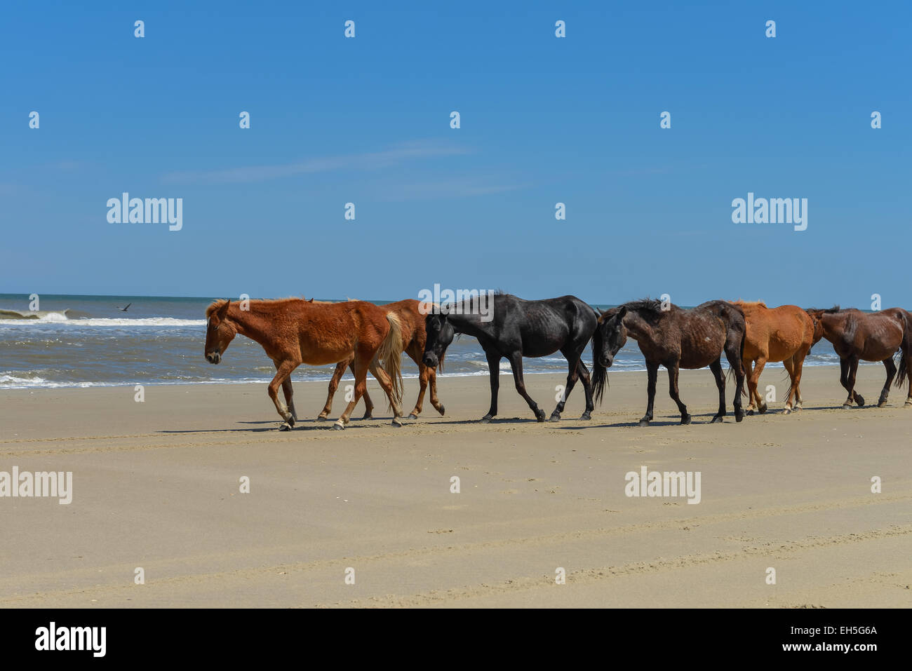 Wilde pferde am strand -Fotos und -Bildmaterial in hoher Auflösung – Alamy