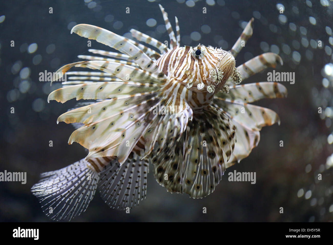 Die Feuerfische und gefährlichen Fische im Meer zu konzentrieren ...