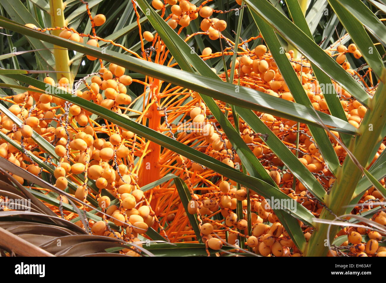 Frische datteln an einem baum -Fotos und -Bildmaterial in hoher ...