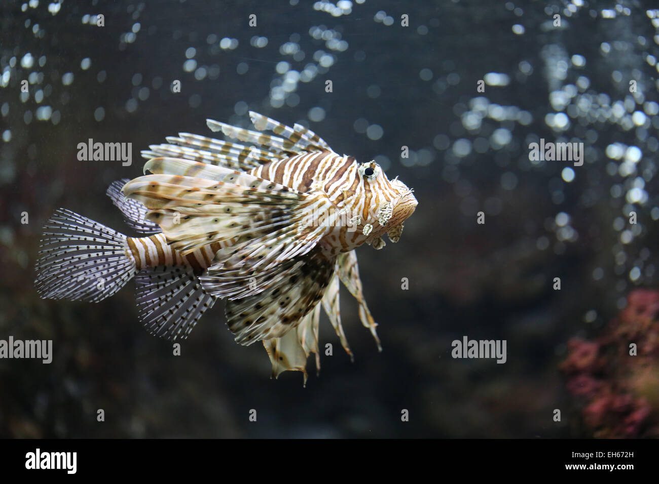 Die Feuerfische und gefährlichen Fische im Meer zu konzentrieren ...