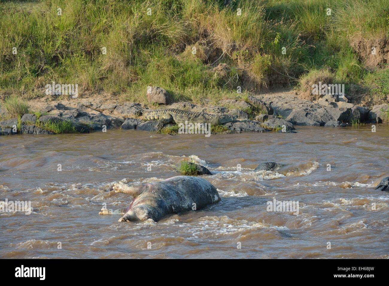 Nilpferd amphibius in mara fluss -Fotos und -Bildmaterial in hoher ...