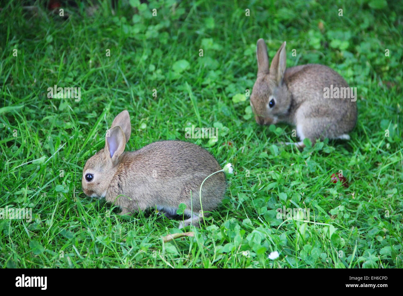 Two young wild rabbits -Fotos und -Bildmaterial in hoher Auflösung – Alamy