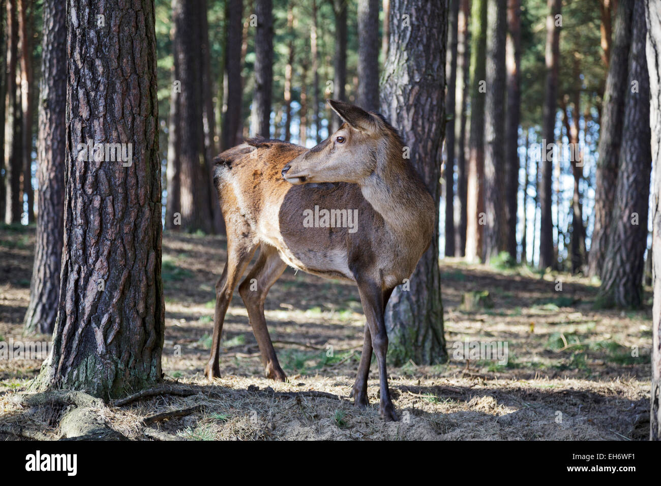 Weibliche rote hirsche -Fotos und -Bildmaterial in hoher Auflösung – Alamy