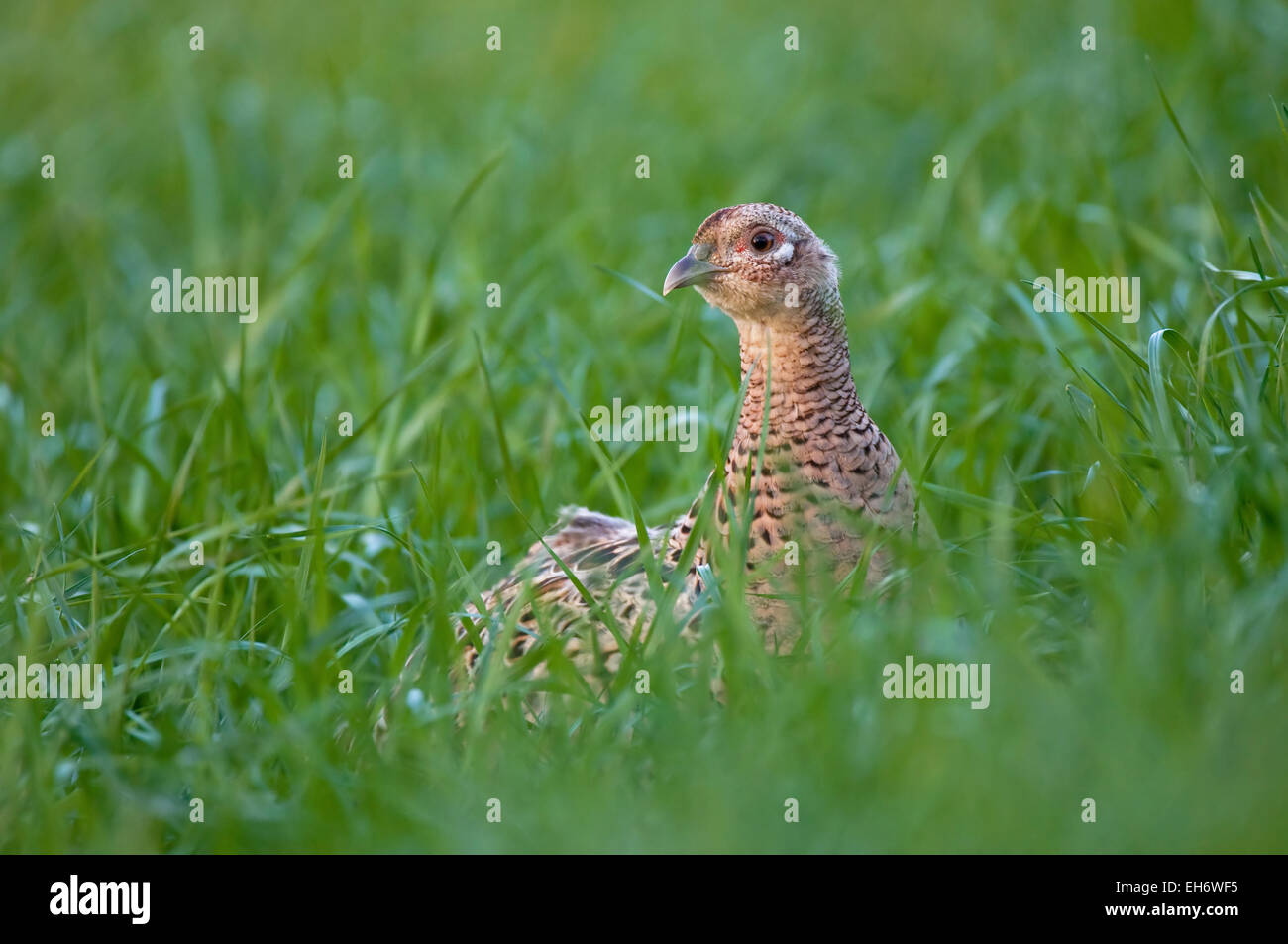 Pheasant fowl -Fotos und -Bildmaterial in hoher Auflösung – Alamy