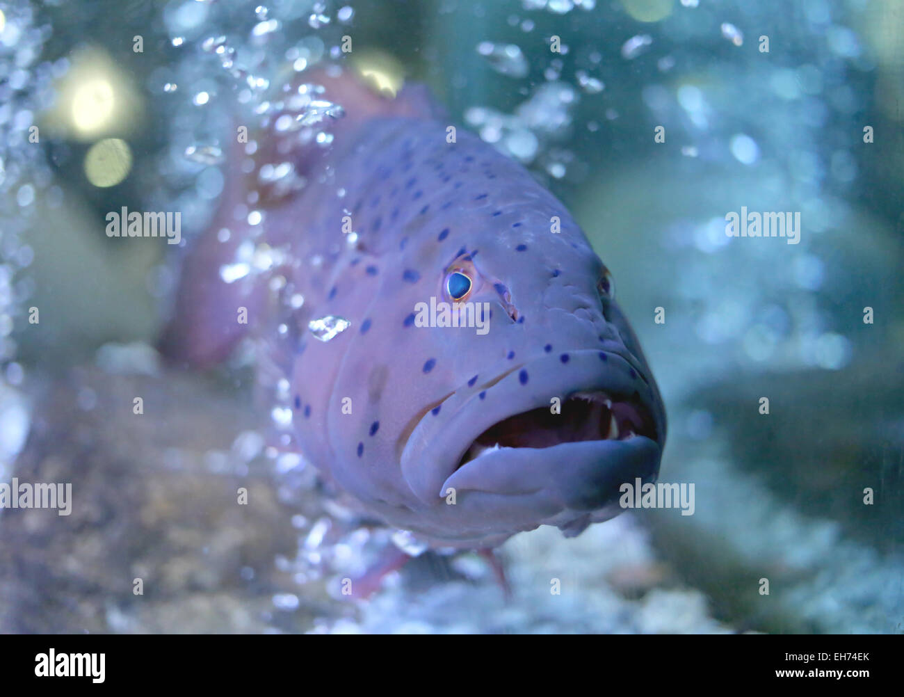 Leopard korallenbarsch -Fotos und -Bildmaterial in hoher Auflösung – Alamy