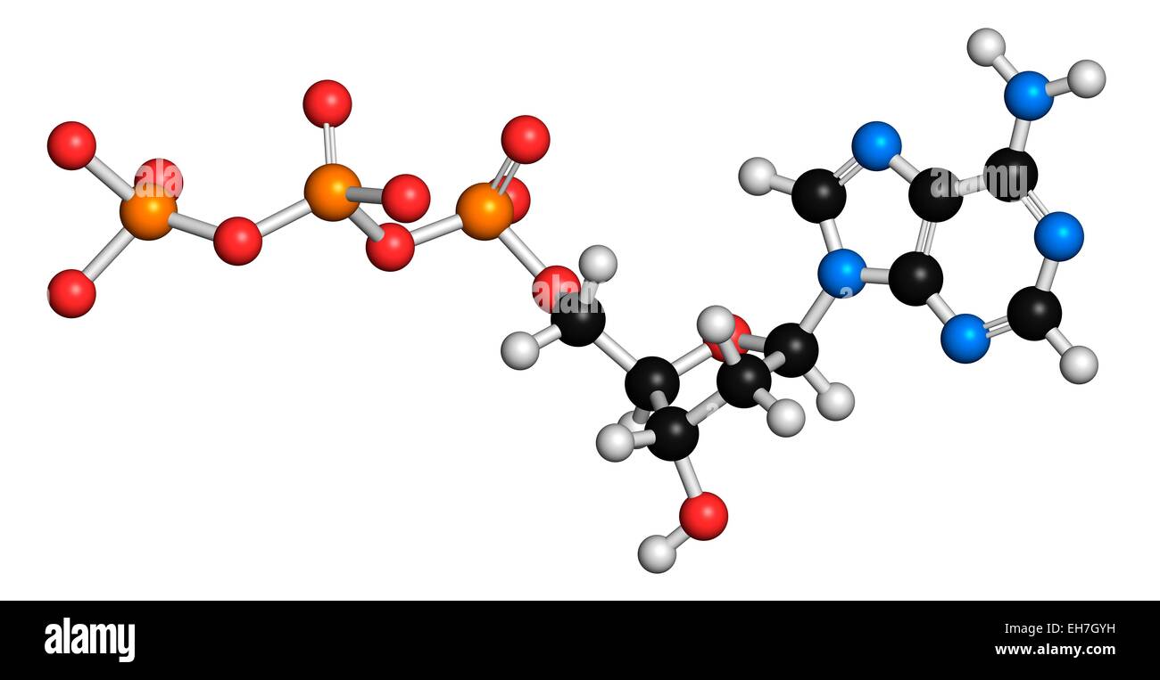 Deoxyadenosine Triphosphat Molekül Stockfotografie - Alamy