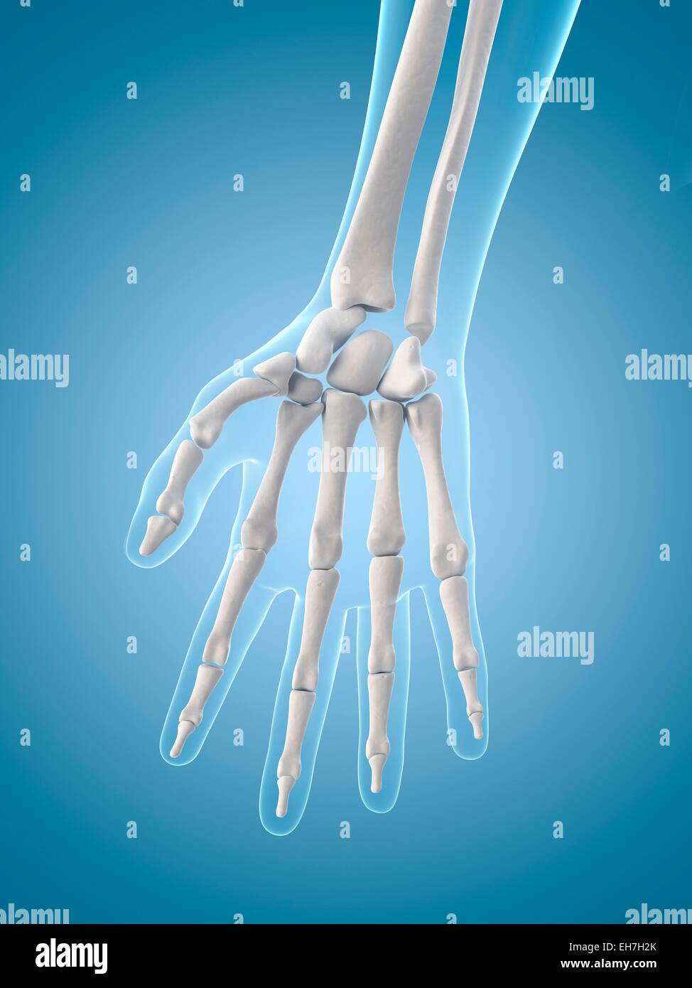 Menschliche Hand Knochen, Abbildung Stockfotografie - Alamy