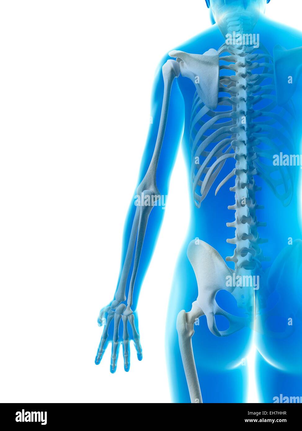 Human arm bone ulna computer -Fotos und -Bildmaterial in hoher ...