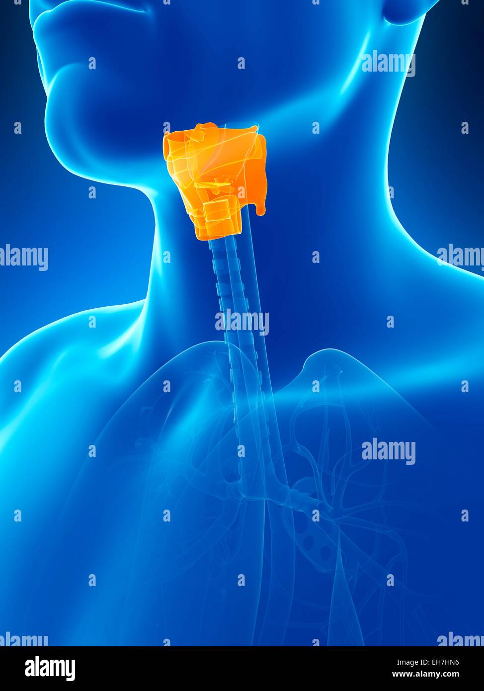 Menschlichen Kehlkopf-Anatomie, Abbildung Stockfotografie - Alamy