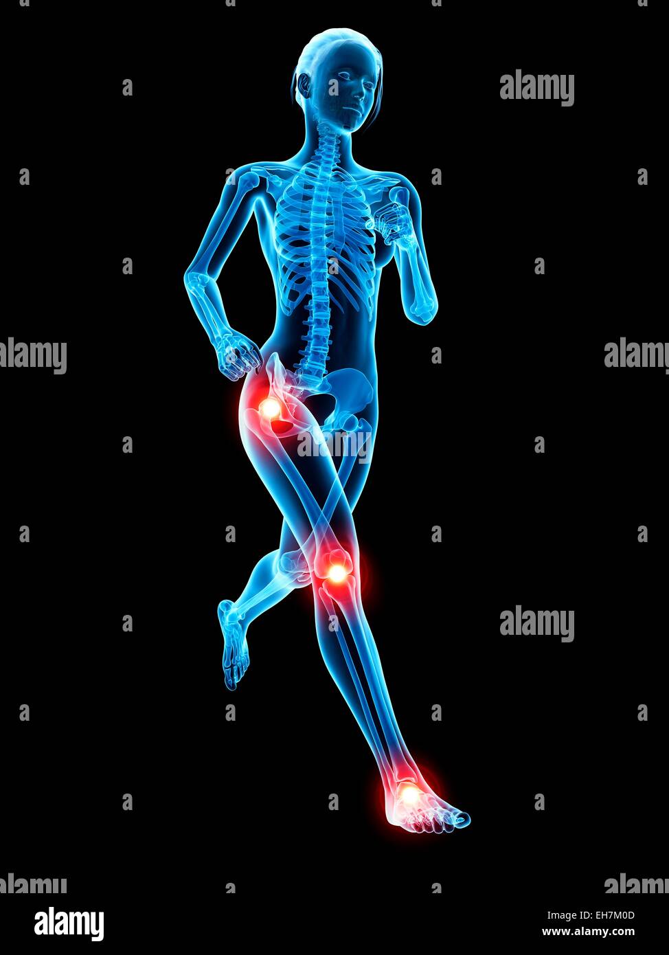 Menschliche Gelenke, Abbildung Stockfotografie - Alamy